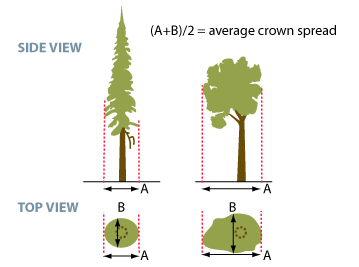 Crown spread | BC BigTree