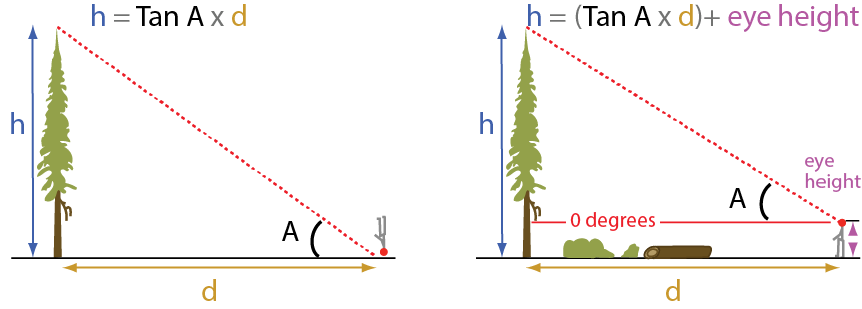 Height measurements | BC BigTree